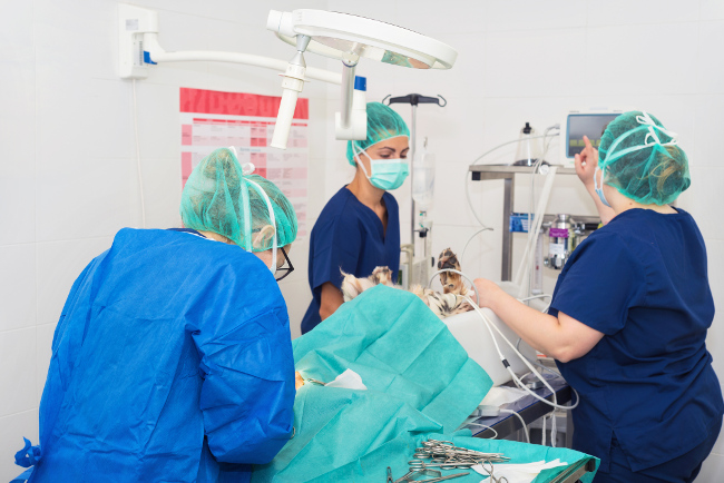 Veterinary Hospital, Burlington, NC | Plaza Veterinary Hospital [Video]