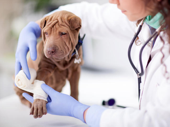 Dog Wellness Exams, Burlington, NC | Plaza Veterinary Hospital