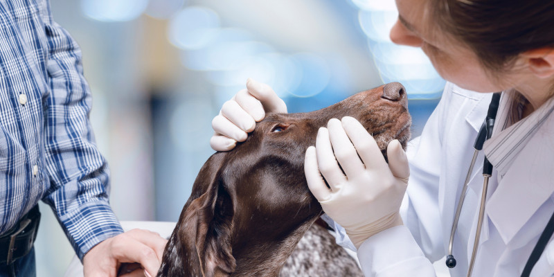 Hookworm Prevention, Burlington, NC | Plaza Veterinary Hospital