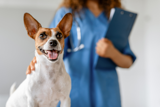 Four Unexpected Times You Should Make a Vet Appointment | Plaza ...
